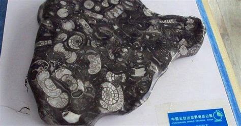 Ammonoid Fossil Rpics