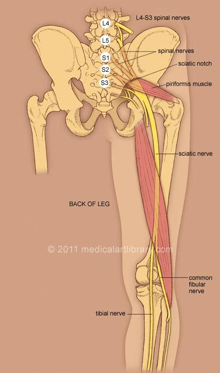 Sciatic Nerve Sacral