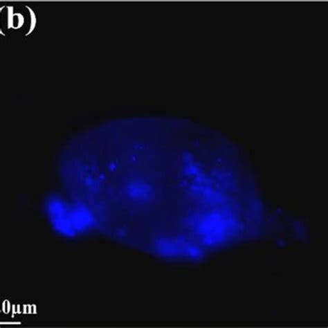 Dapi Staining Of Wild Type Caenorhabditis Elegans Clade 9 The Download Scientific Diagram