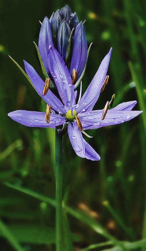 L The Red Flowering Current Grows High Alongside The Columbia