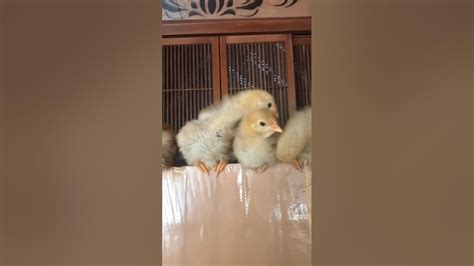 ひよこからにわとりへの成長🐥ヒヨコ Youtube