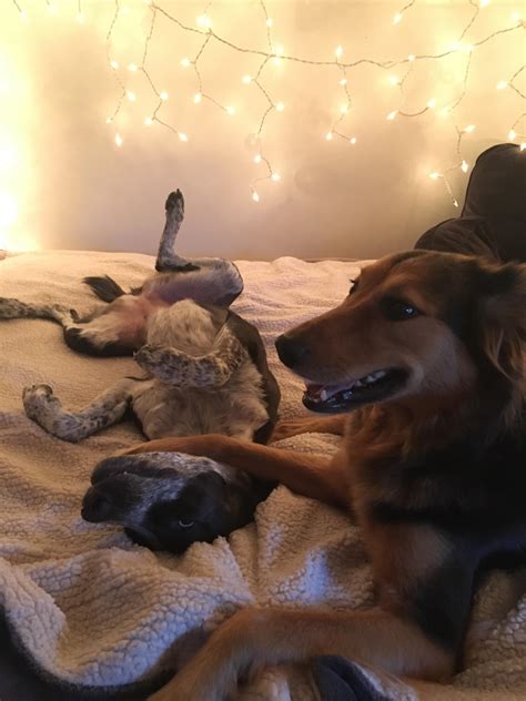 There can be only one! : r/dogpictures