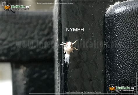 Flatid Planthopper