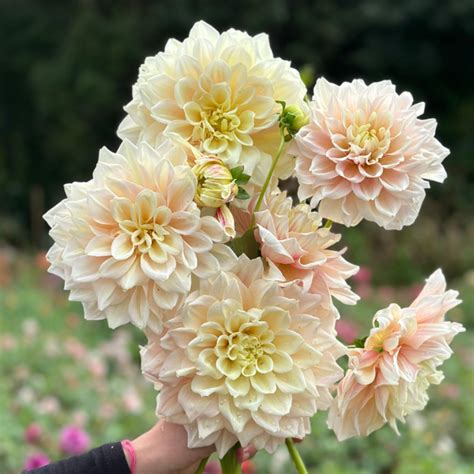 Thược Dược BREAK OUT NGUYEN FLOWER FARM