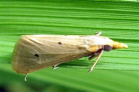 Rice Stem Borer