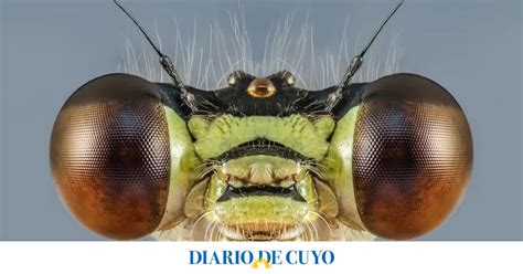 La Fascinante Vida Sexual De Los Insectos Desde Penes Desmontables
