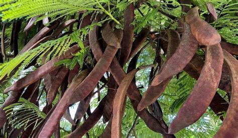Trees With Seed Pods Types Dispersal And Ecological Roles