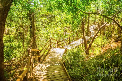 A Forest Perspective Photograph By Jorgo Photography Fine Art America