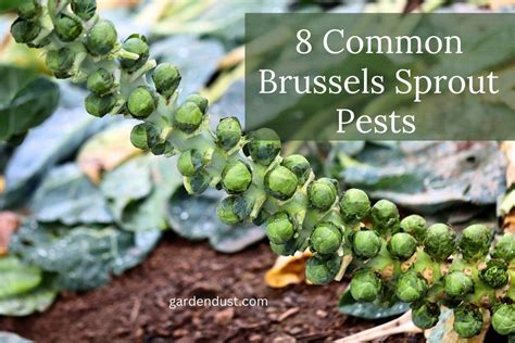 13 Common Diseases Of Broccoli Garden Dust