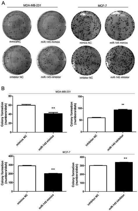 Cell Colony Formation Is Inhibited By Mir 145 A Colony Formation By