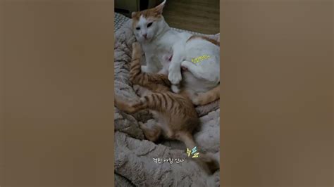 잠을 깰 수 밖에 없는 집사 활기찬 아침 Youtube
