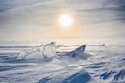 Tiny Ice Mouse Survived Months Of Total Darkness And Sub Zero