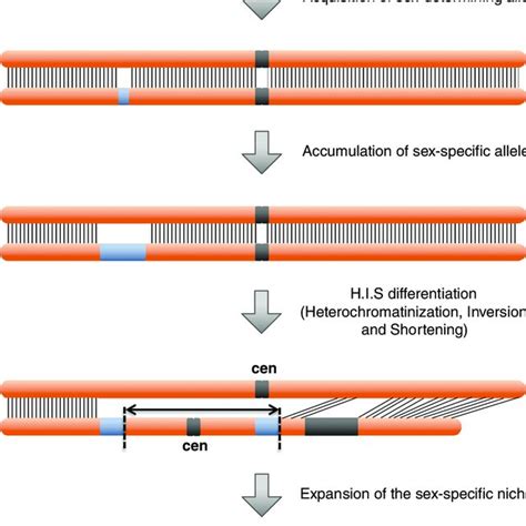 Most Parsimonious Model Of Y Chromosome Evolution The Differentiation