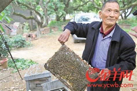 東莞荔枝花長勢喜人 預計今年蜂蜜產量比往年多三成 每日頭條