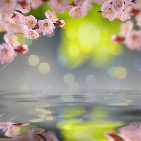 Fondo De Flores 2024
