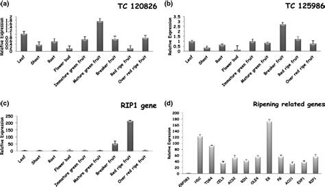 Expression Profile Of Putative Fruit Specific Genes In Different Tomato Download Scientific