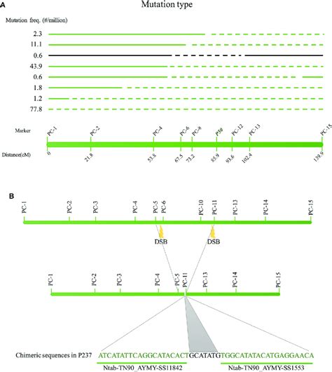Distribution Of Deletion Breakpoints On The P Chromosome And The Download Scientific Diagram