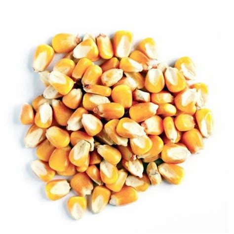 Hybrid Maize Seeds Pack Size 25 Kg At ₹ 85 Kilogram In Hyderabad Id