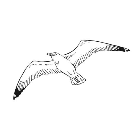 Flying Seagull Drawing