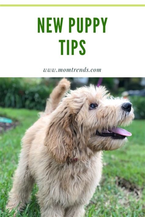 Tips For Bringing Home A New Puppy Momtrends