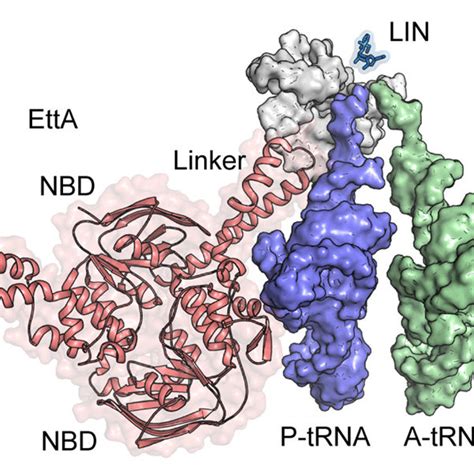 Pdf The Abc Of Ribosome Related Antibiotic Resistance
