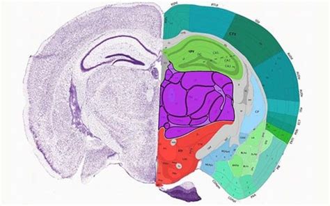 Mapping The Mouse Brain And By Extension The Human Brain Too Neuroscience News