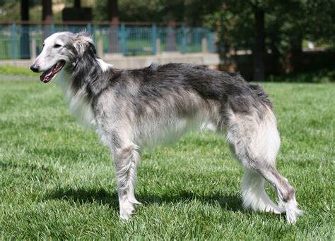 Silken Windhound Dog On The Grass Photo And Wallpaper Beautiful Silken