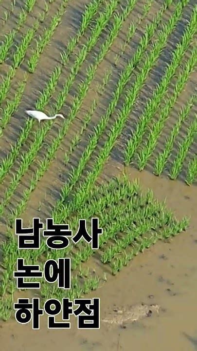 집 앞 남의농사 먹이 찾는 사랑스런 눈덩이 새 Youtube