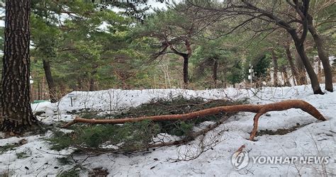 폭설에 부러진 소나무 설해목