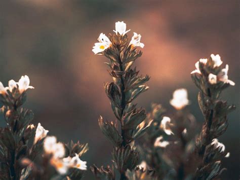 Nature 309 ภาพวิว