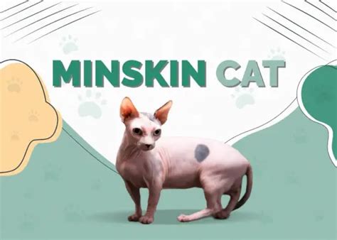 Tabby Cats 101 FÄrger LivslÄngd Personlighet Och Roliga Fakta