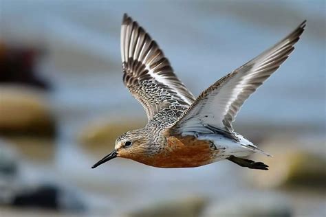 Top 10 Longest Bird Migrations In The World Birds Tales