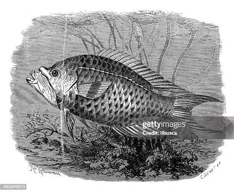 Wrasse Drawing Photos And Premium High Res Pictures Getty Images