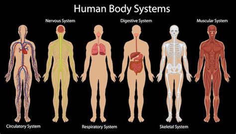 Ilustração Dos Sistemas Do Corpo Humano Vetor Premium