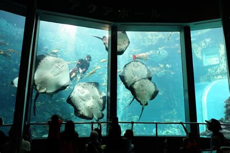 【19割引】下田海中水族館の入館料金・割引チケット・クーポン・前売り券 Epark Cocoyuco