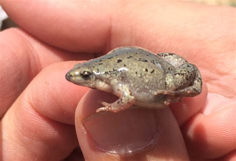 Western Narrow Mouthed Toad From 78834 Carrizo Springs Tx Us On June