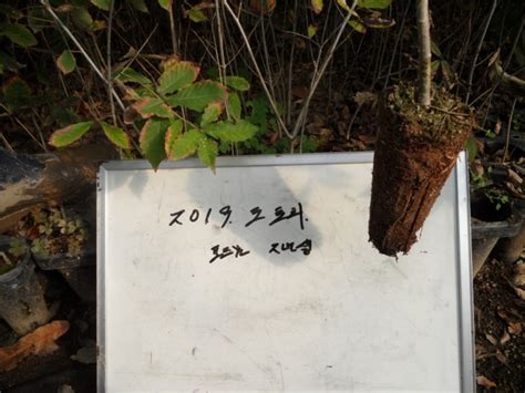 2019 도토리묘목 분양합니다 네이버 블로그