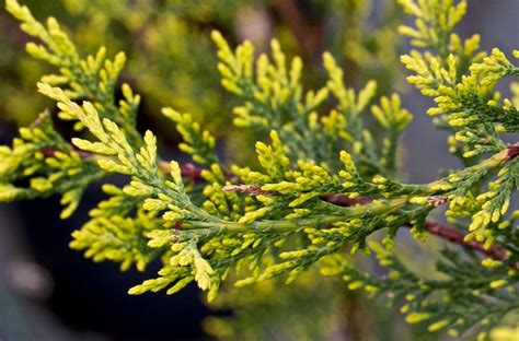 Купрессоципарис: описание и фото сортов купрессоципариса Лейланда