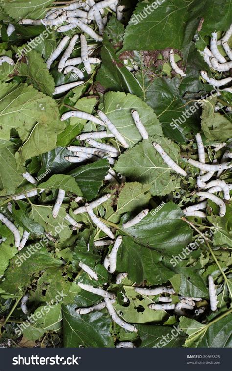 Silkworm Stock Photo Shutterstock