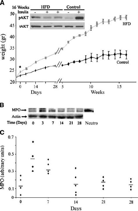 Early Increase In Adipose Tissue Myeloperoxidase Mpo Expression In Download Scientific