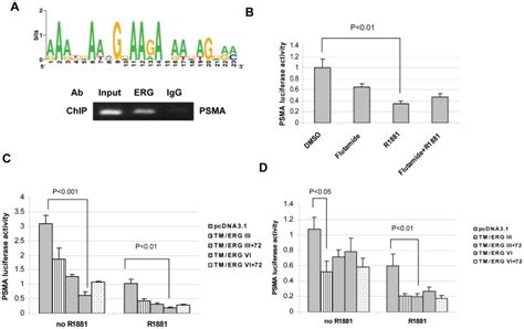 A Graphic Prediction Of Ets Transcription Factor Binding Site On Psma