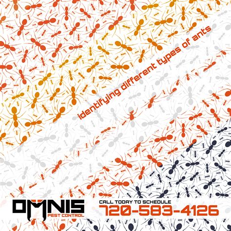 Identifying Different Types Of Ants Omnis Pest Control