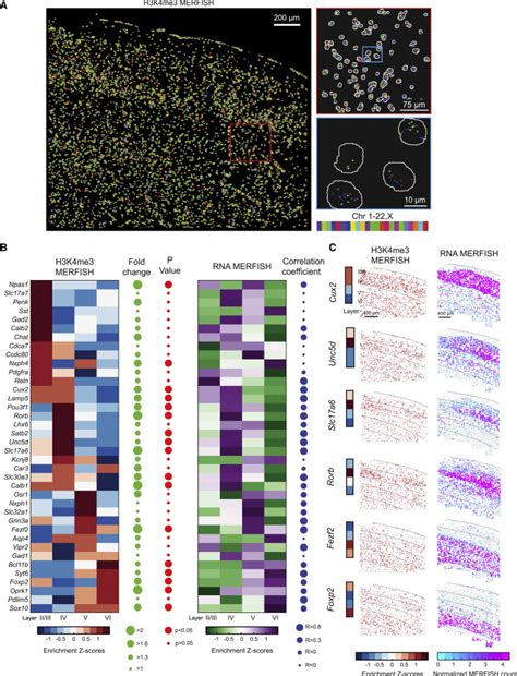 Spatially Resolved Epigenomic Profiling Of Single Cells In Complex Tissues Cell