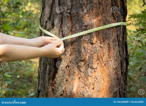 Measuring The Circumference Of A Tree With A Meter The Concept Of