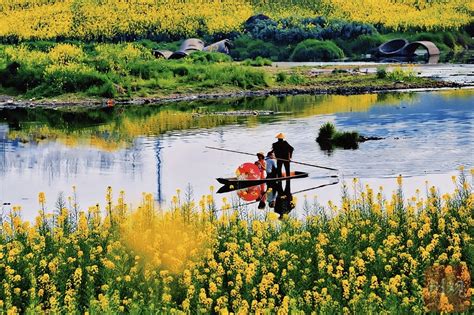 你好春天多地油菜花开了！邛崃、崇州遍地金黄四川在线