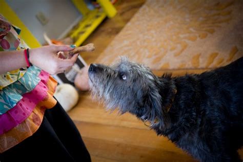 Healthy Homemade Dog Treats Wholefully Homemade Dog Homemade Dog