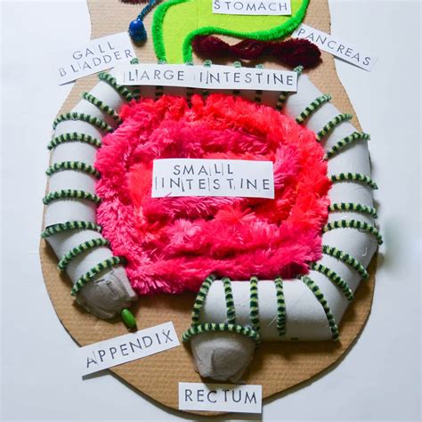 How To Make A Digestive System Model Using Recycled Materials