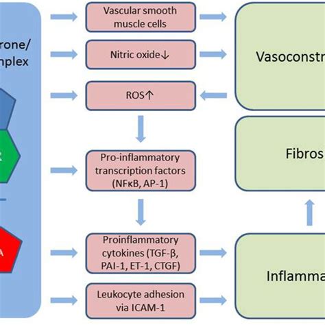 Aldosterone Induces Vasoconstriction Via Mr In Vascular Smooth Muscle