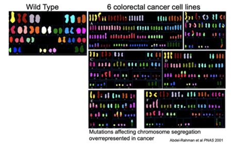 Chromosome Segregation Flashcards Quizlet