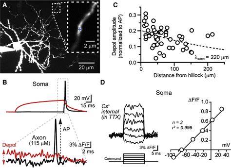Spread Of Somatic Subthreshold Depolarization Into The Axon Download